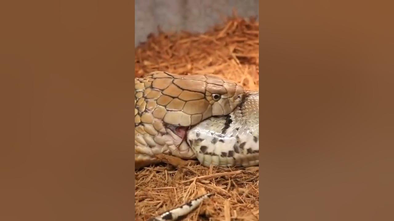 #shots ll king cobra eat python - YouTube
