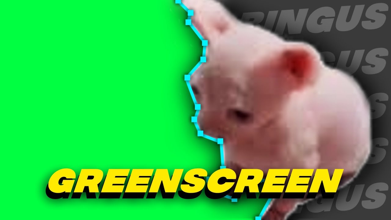 Bingus Dance MEME // Greenscreen - YouTube