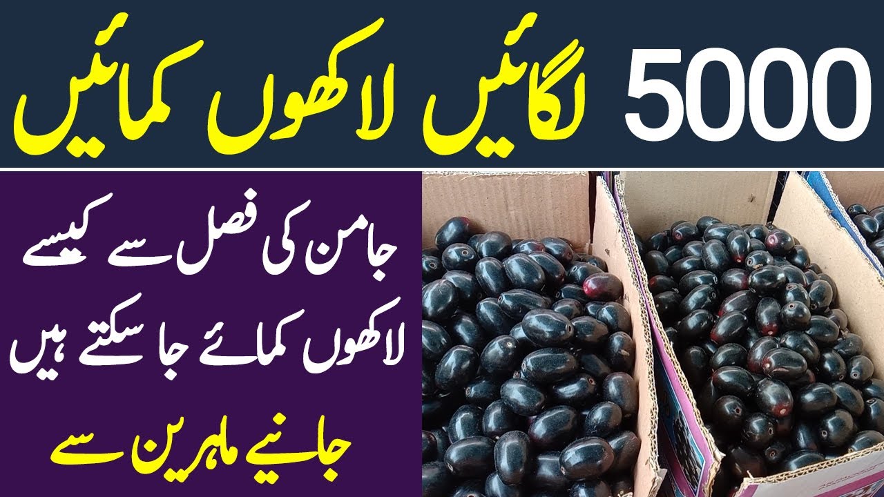 Jamun farming business in Pakistan 2022 | Earn Above 5 lakh by Jamun ...