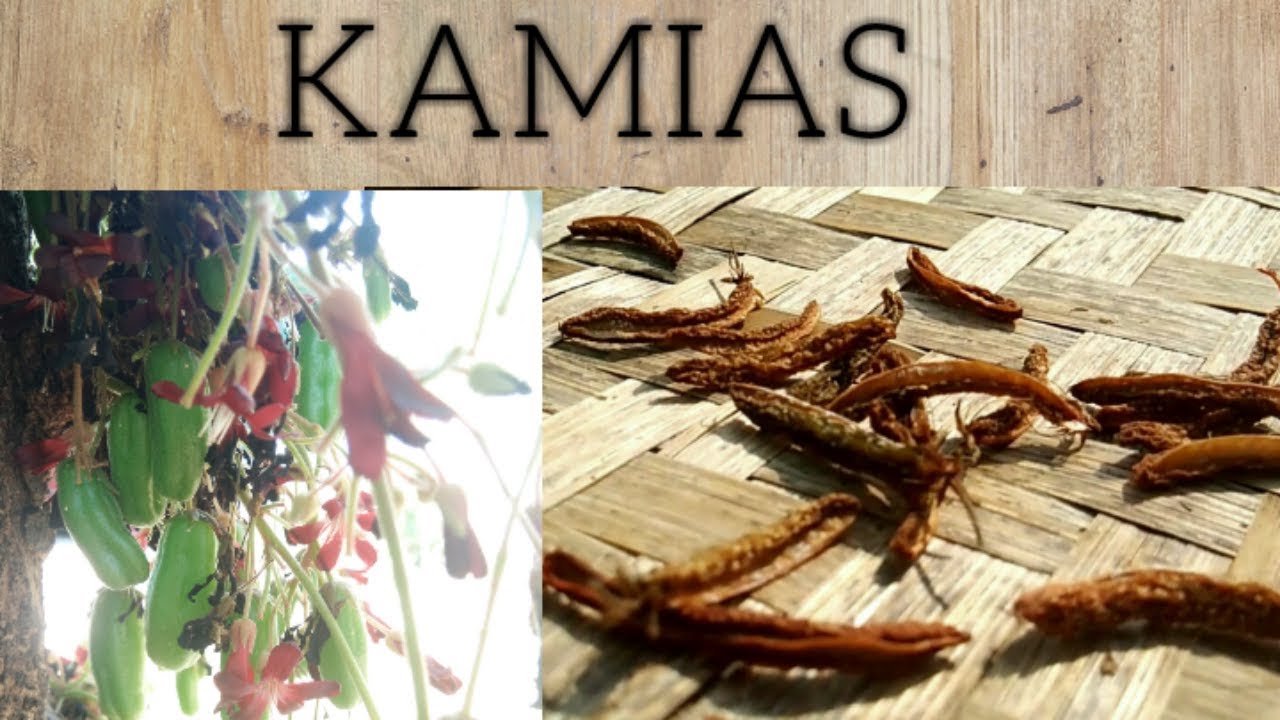 How to Dried Kamias | Golden Sun - YouTube