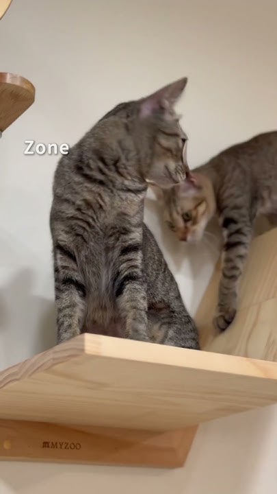 MYZOOキャットウォーク - YouTube