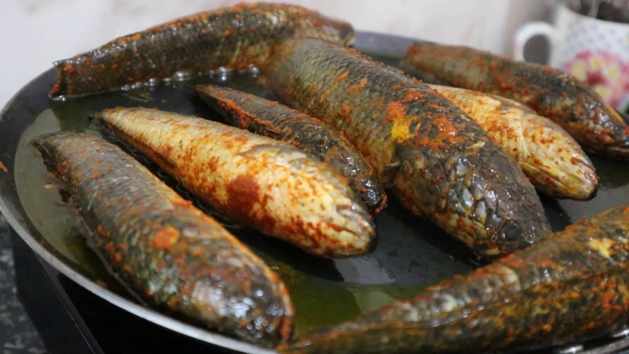 Ngamu / Snake-head from a lake in Bangalore - YouTube