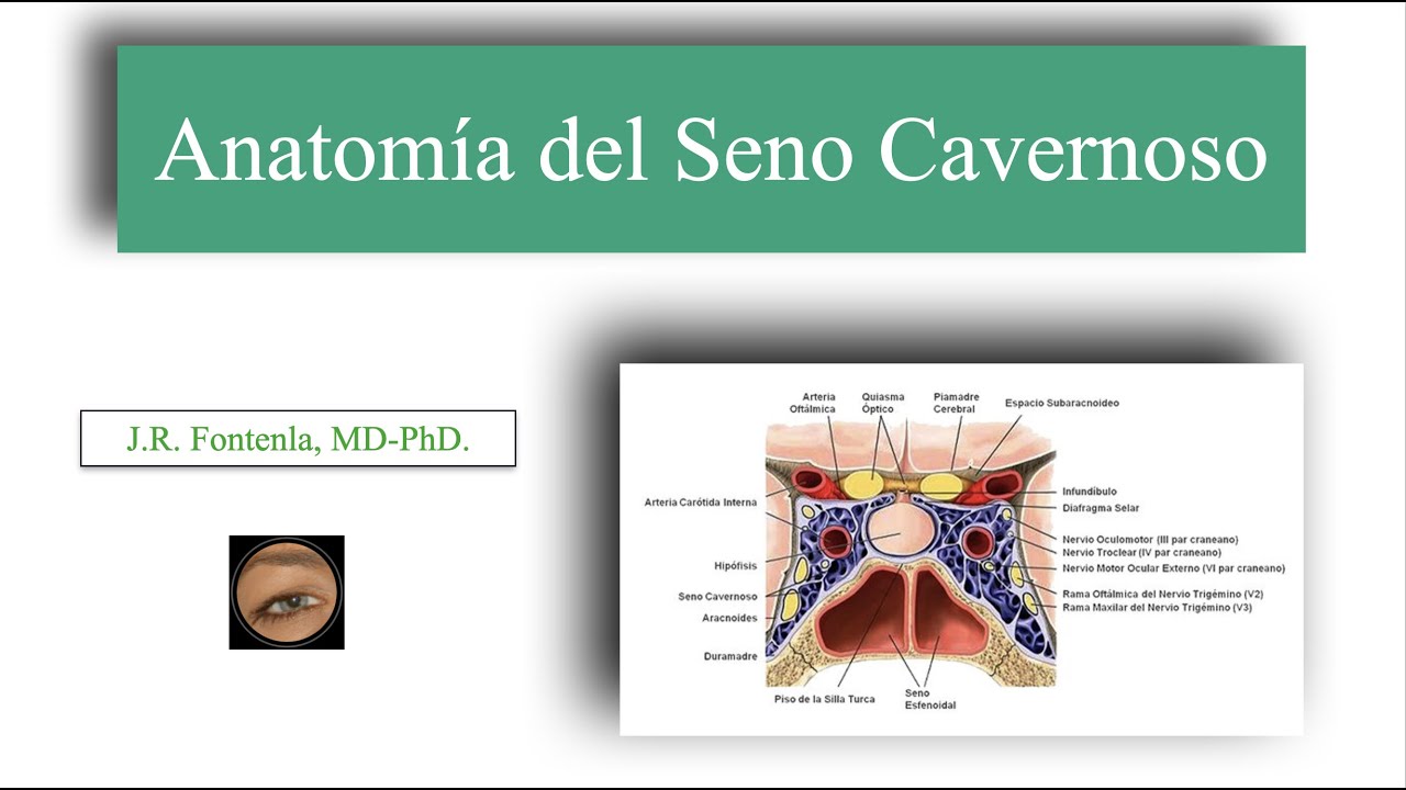 Anatomía del Seno Cavernoso. - YouTube