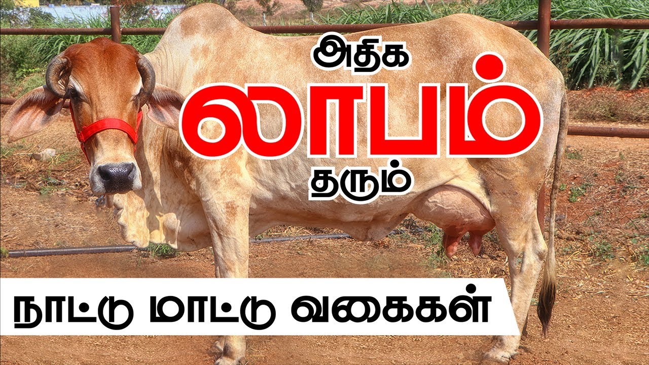 NATTU MAADU VALARPU | அதிகம் பால் தரும் உள்நாட்டு மாட்டு இனங்கள் ...