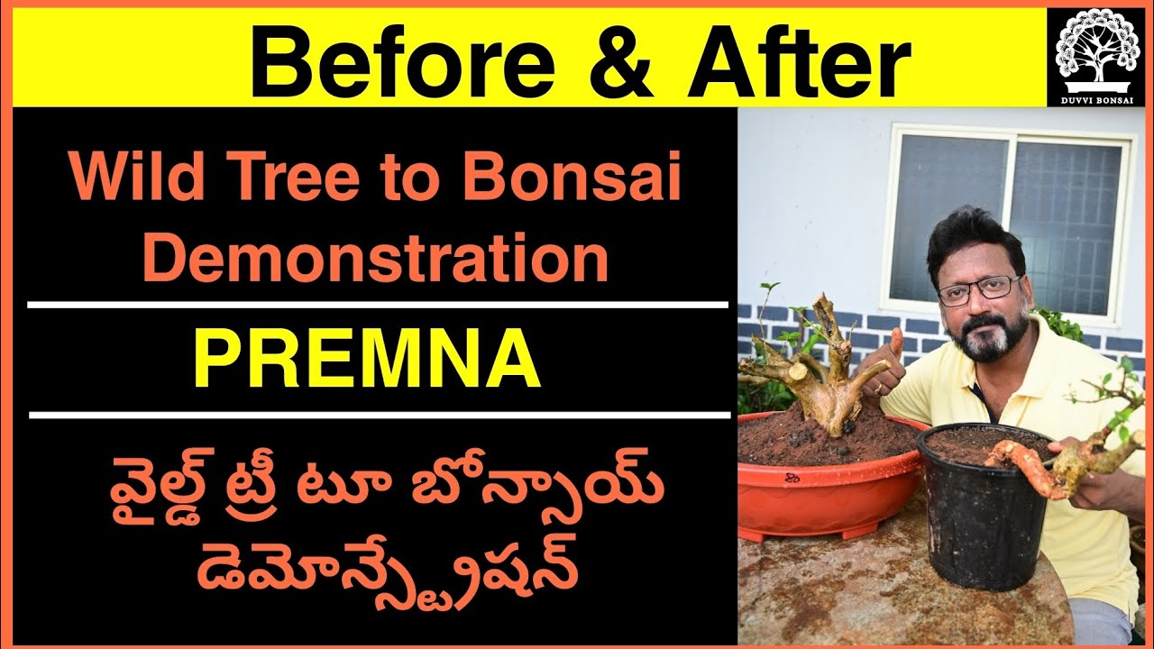 Wild tree to Bonsai Demonstration || Before and After || Part - 2 ...