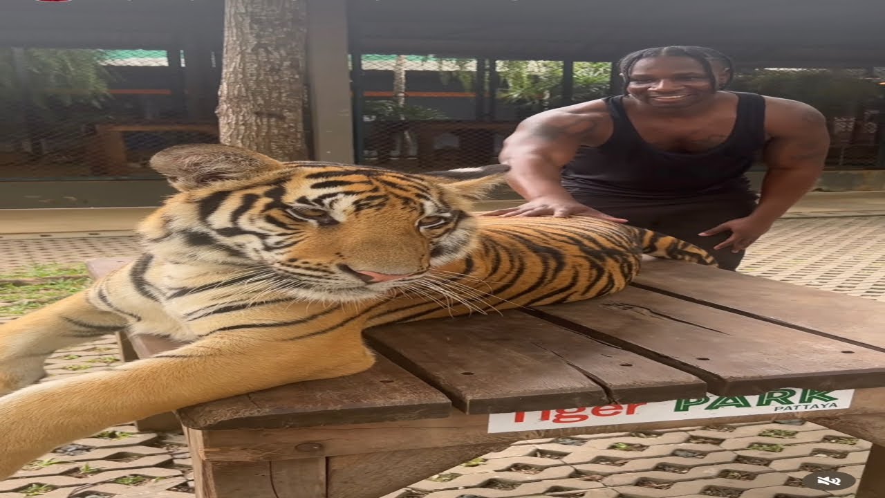 I have to sign a waiver? Oh wait…. Tiger Park Thailand 🐅 #tigerparkth # ...