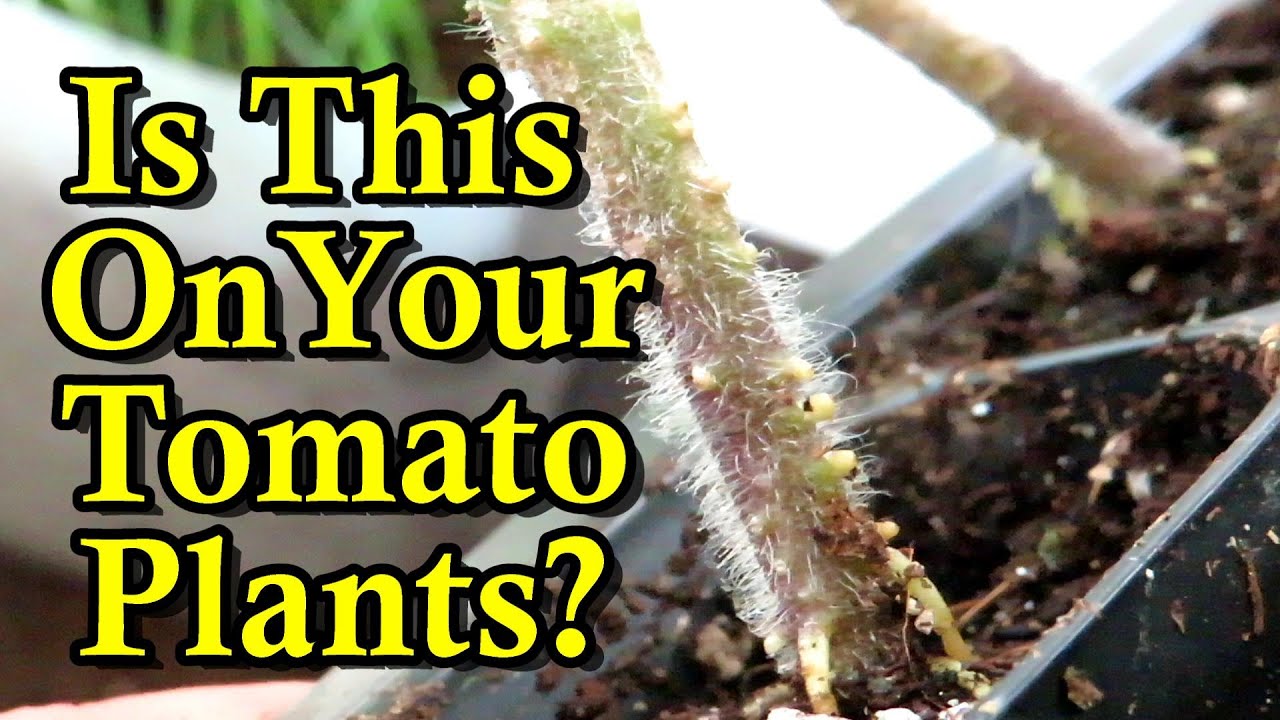 Tomato Vine Bumps, Hairs, and Purple Stems Explained: Growing a Garden ...