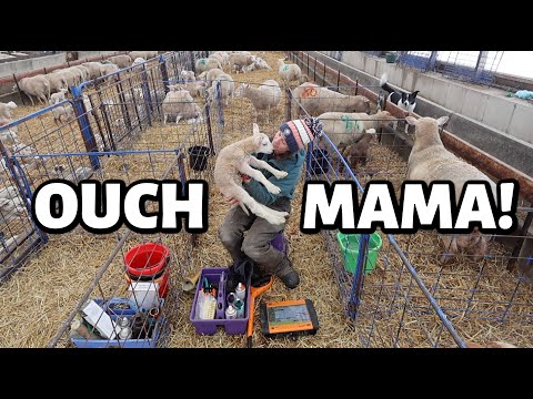 Our BIGGEST LAMB this year!!! (sorry mama, that must have hurt!) ~ Vlogmas 2025