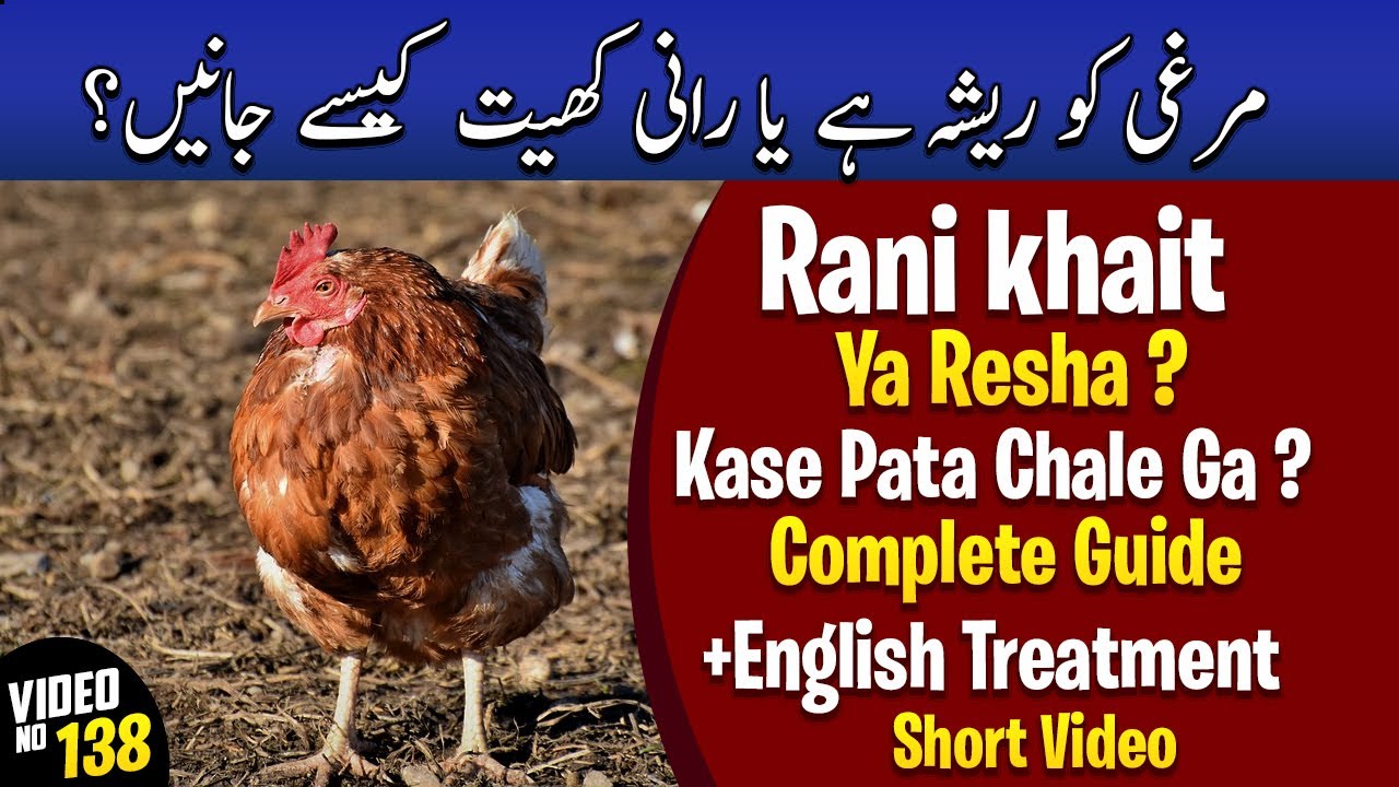 How to Identify Rani Khait & Resha in your chickens | Rani Khait ka ...