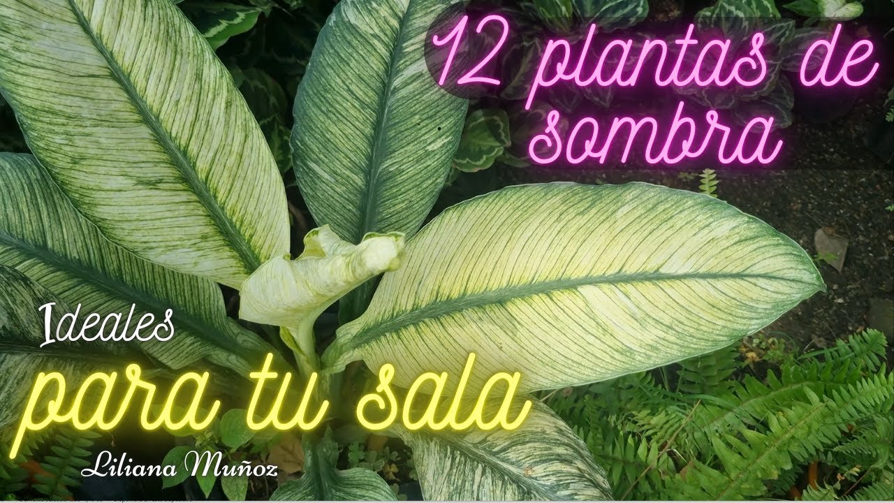 12 PLANTAS DE SOMBRA IDEALES PARA TU SALA/ Liliana Muñoz - YouTube