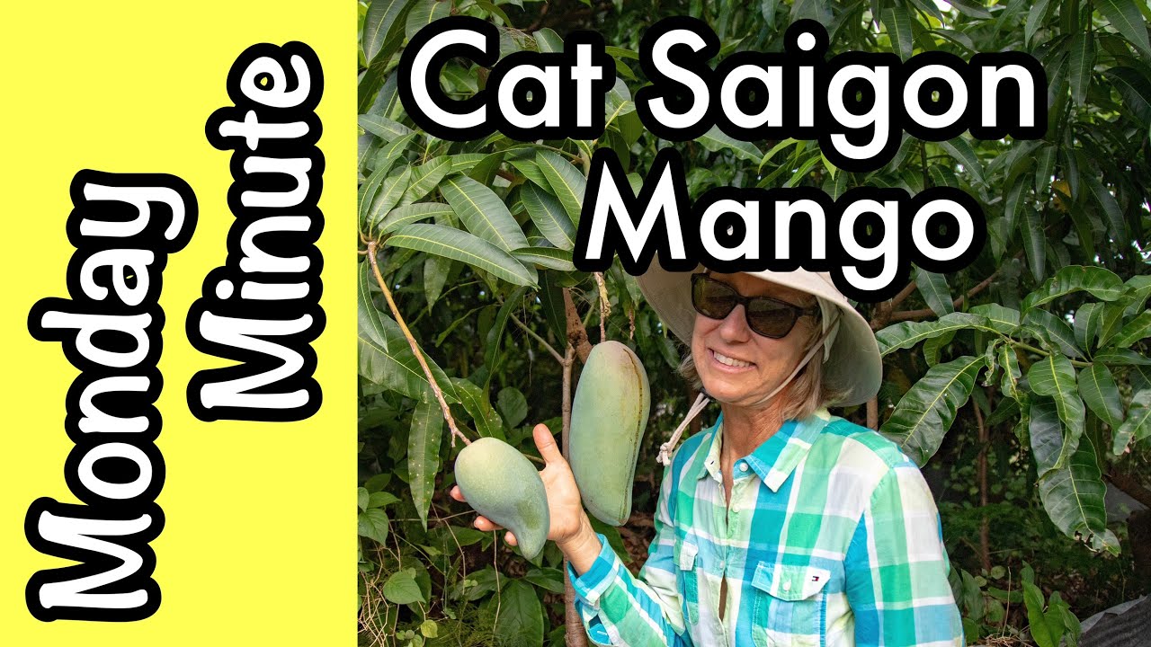 Monday Minute- 'Cat Saigon' Mango at Truly Tropical - YouTube