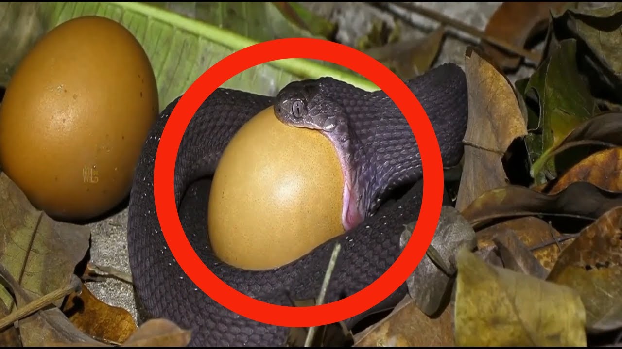 Black Mamba was swallowing a full egg !!!😱😱😱 - YouTube