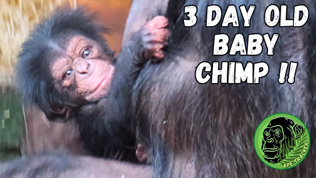 3 Day Old Baby Chimp Clings On To Mother #babyanimals #heartwarming ...