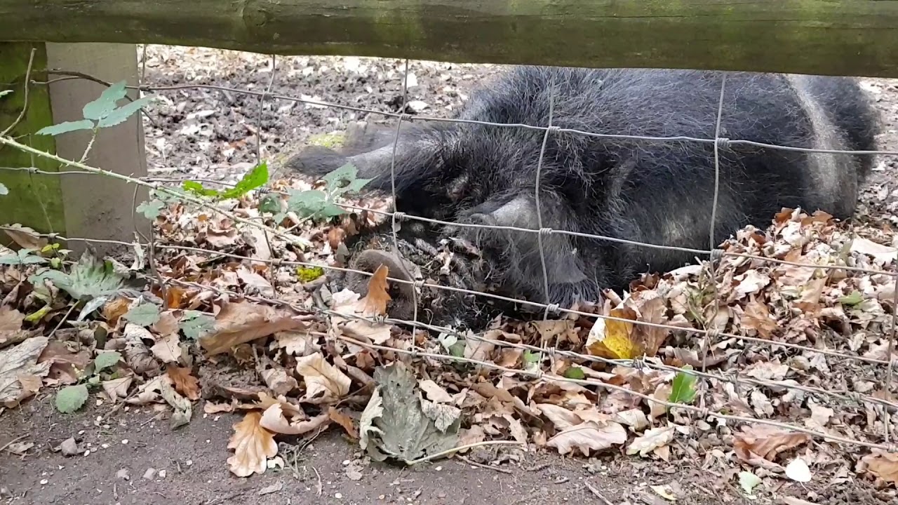 Snoring pig - YouTube