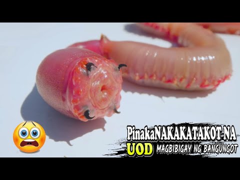 PINAKANAKAKATAKOT NA UOD, Na Magbibigay sa iyo ng Bangungot ...