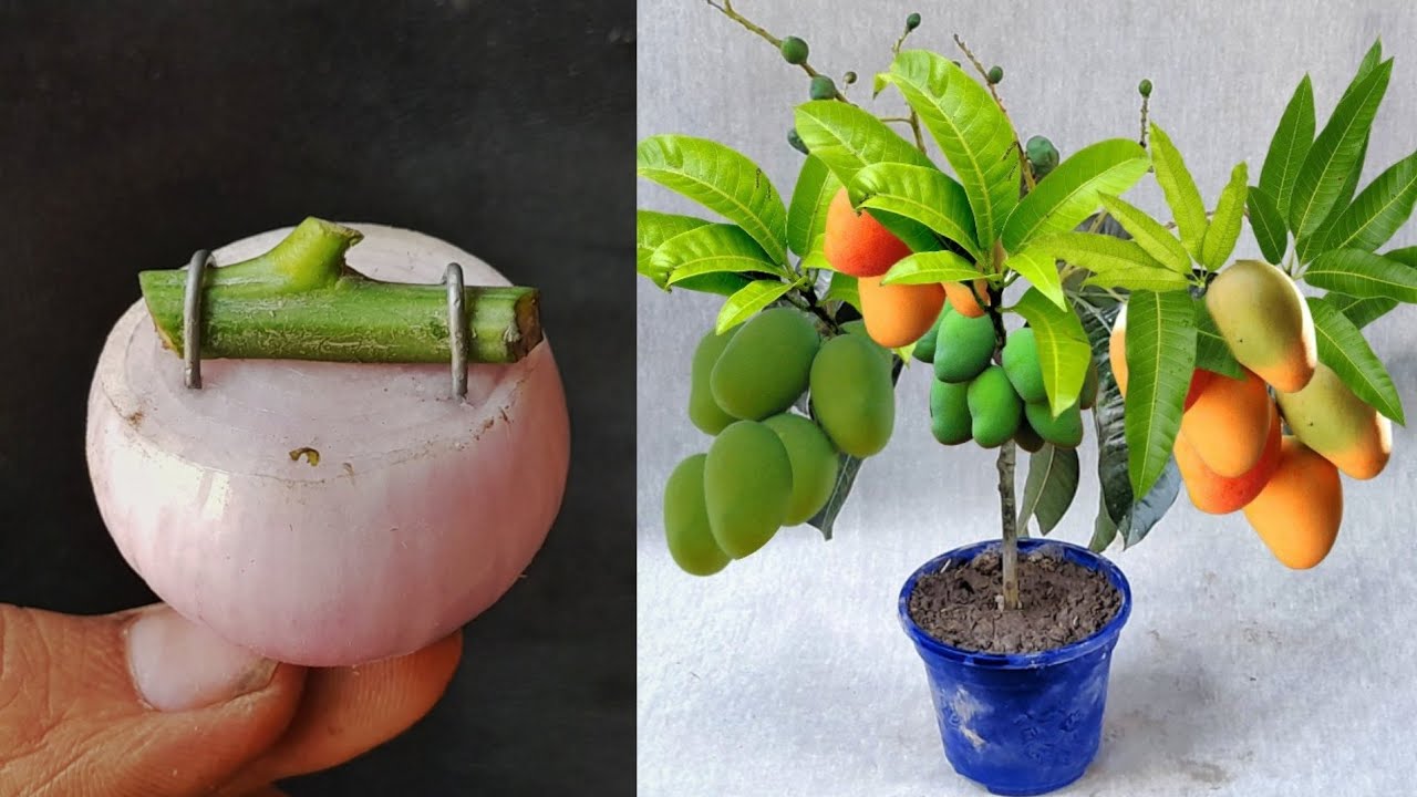 Propagate mangoes by a new method of stimulating rooting from onions ...