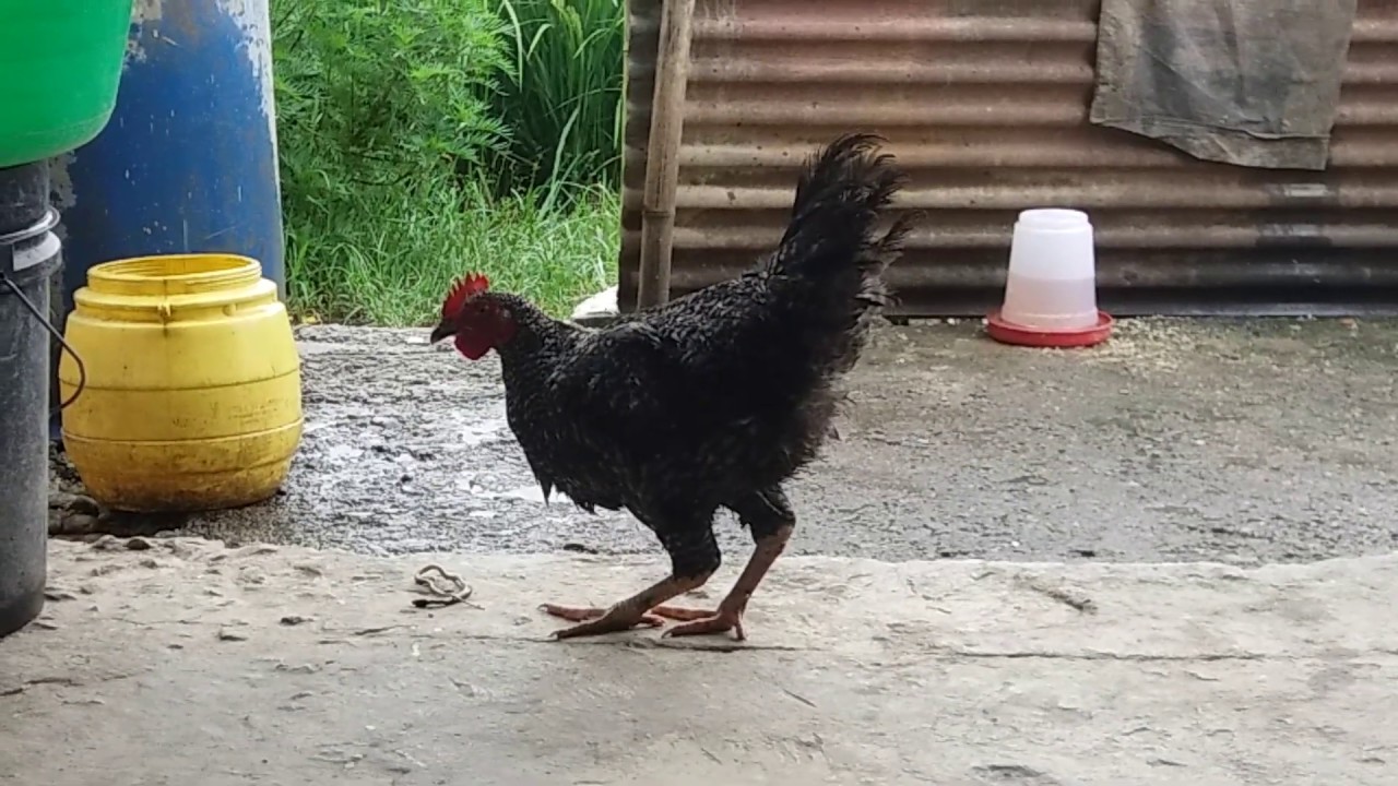 Chicken eats a small snake in a village (20150101 054555) - YouTube