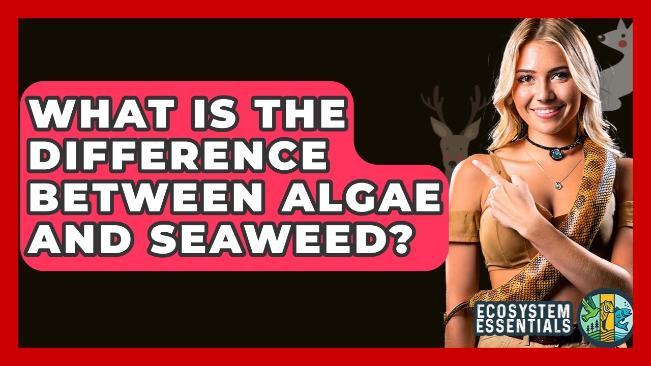 What Is The Difference Between Algae And Seaweed? - Ecosystem Essentials - YouTube