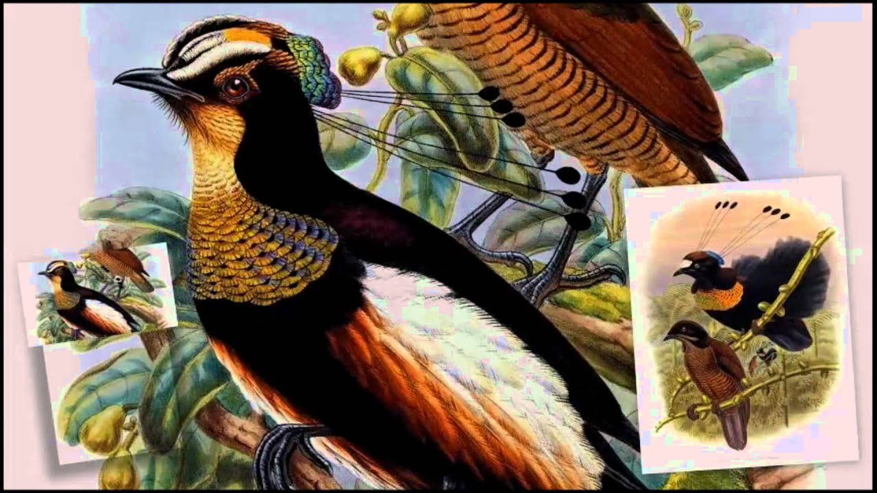 Birds Of Paradise and Alfred R. Wallace - YouTube