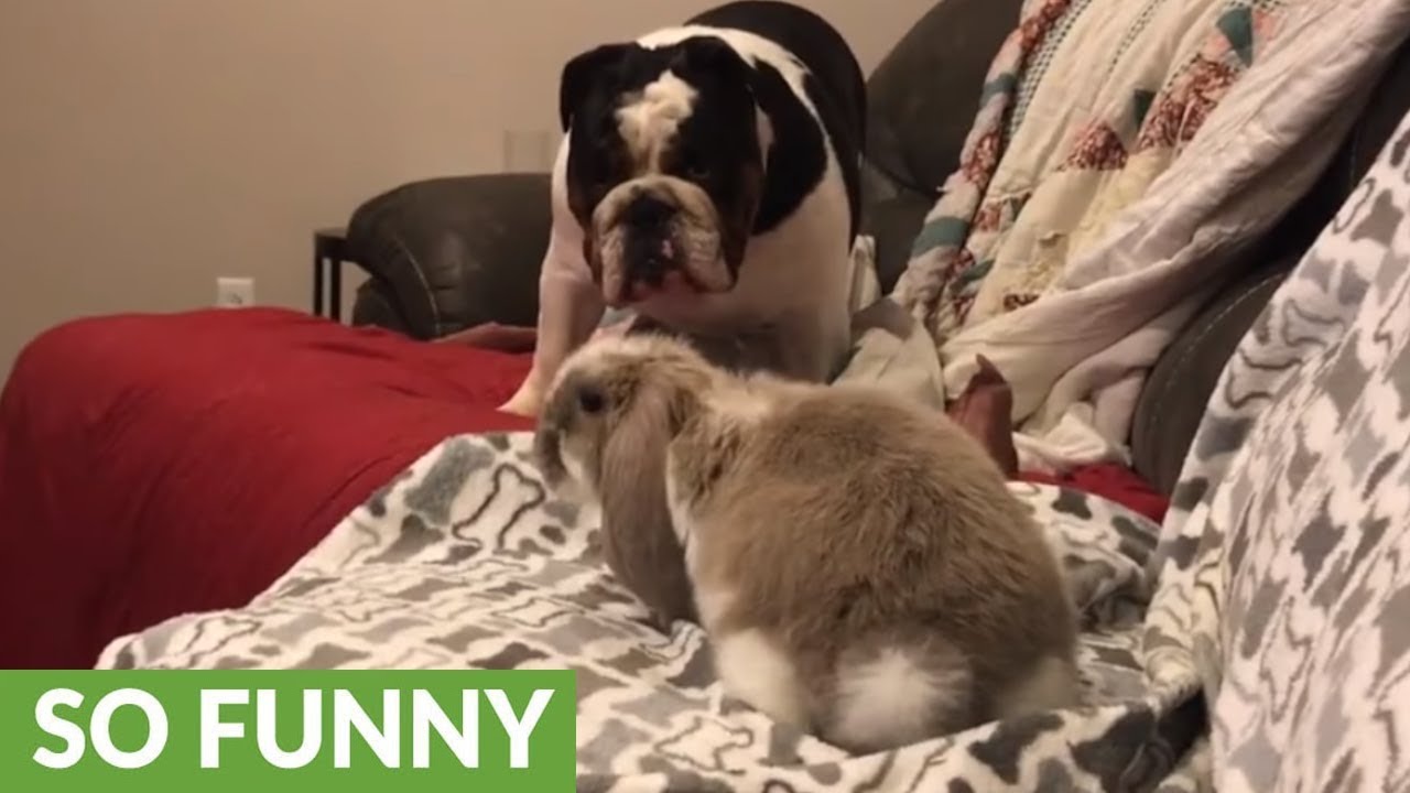 Bouncing bulldog plays with cute bunny rabbit - YouTube