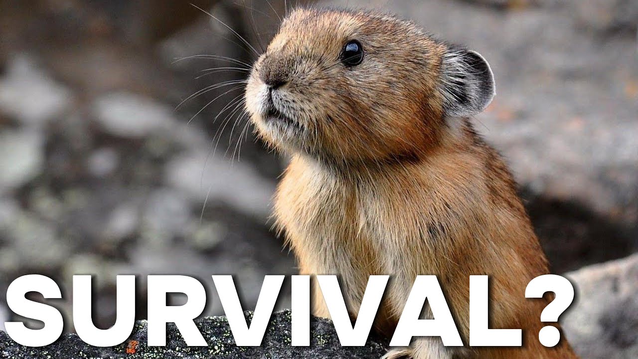 "Ili Pika: The Adorable 'Magic Rabbit' of the Mountains | Rare and ...
