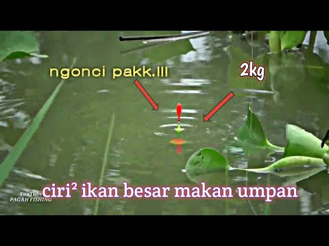 Pemancing Ikan Nila Babon yang Sangat Beruntung Dapat Nila Babon Super