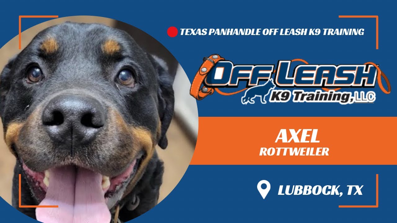 Axel, 5 Year Old Rottweiler, Best Trainers in West Texas, Persephone ...