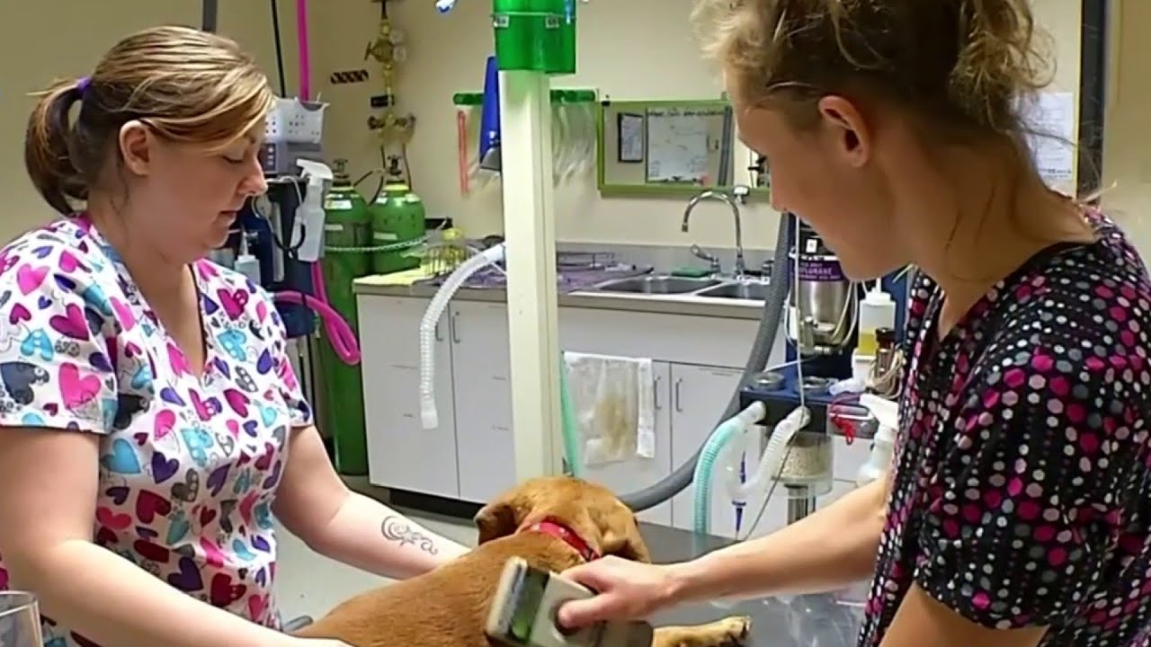 Angels of Assisi holding microchip clinic - YouTube