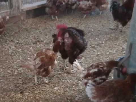 Vent Pecking - YouTube