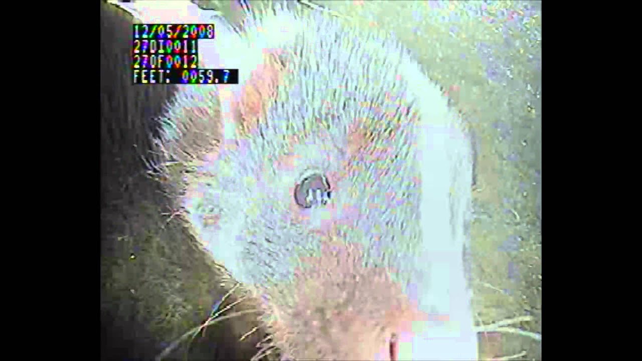 Surprised Skunk Spraying - YouTube