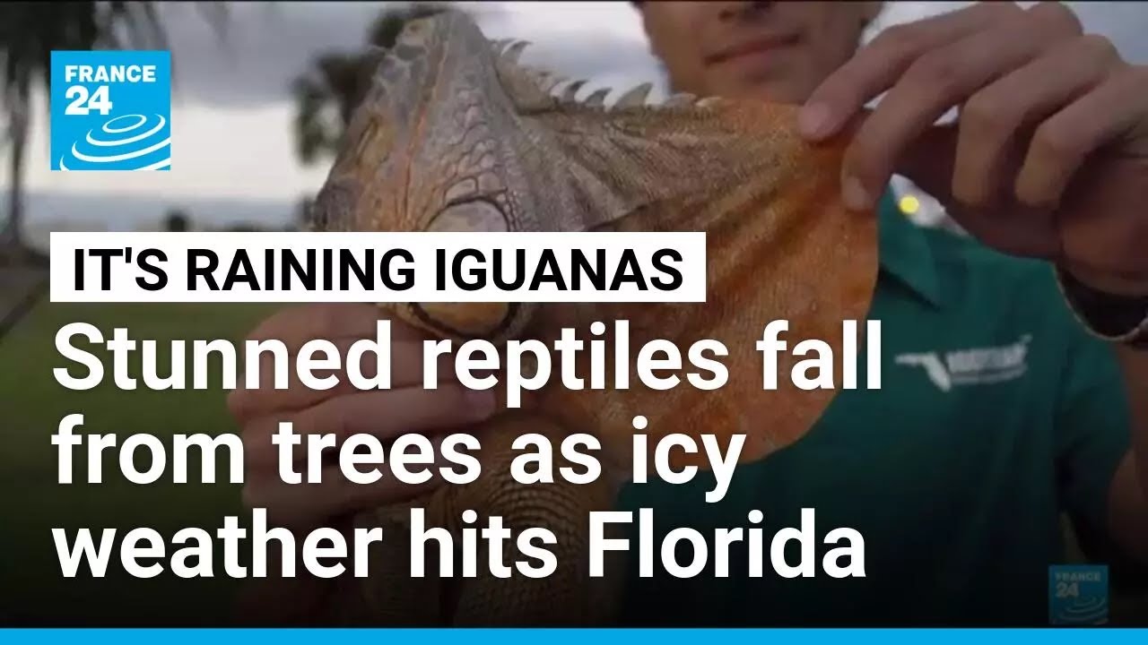Iguanas fall from trees in Florida as icy weather bites southern US ...