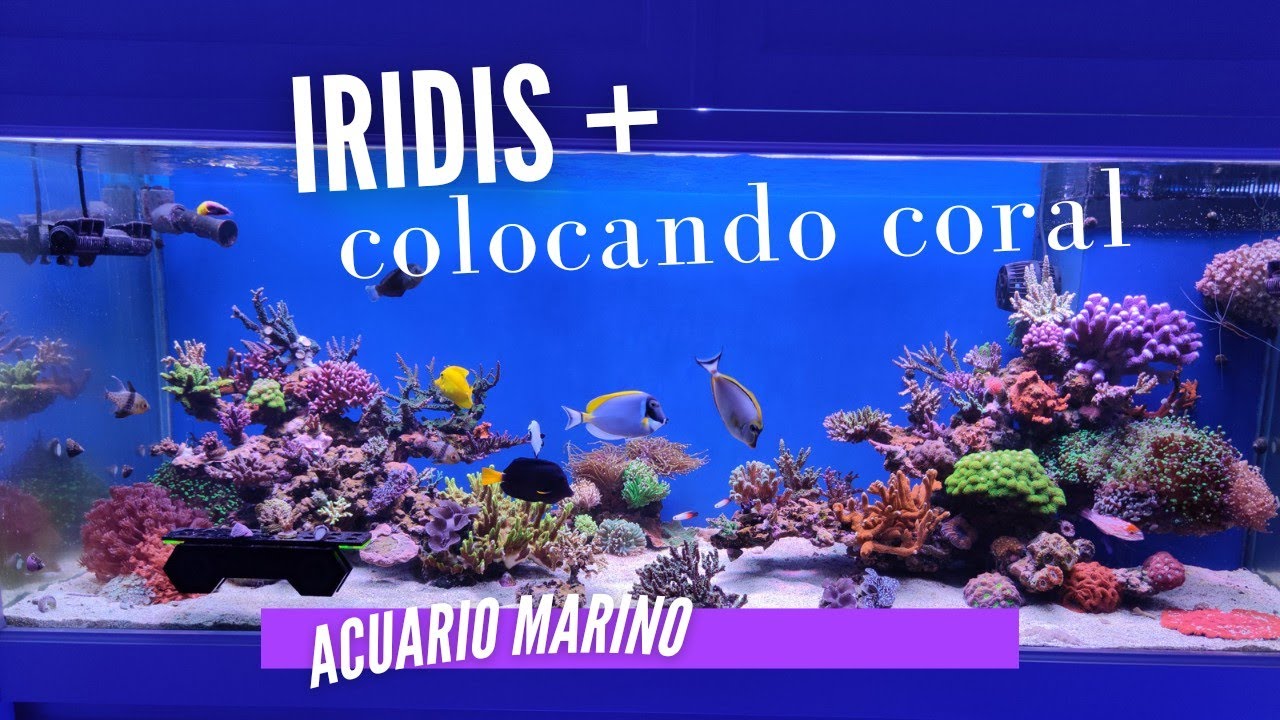 📌📌Iridis arriba, Melanurus abajo 🤣 cortando Acros y recolocando 💪 - YouTube