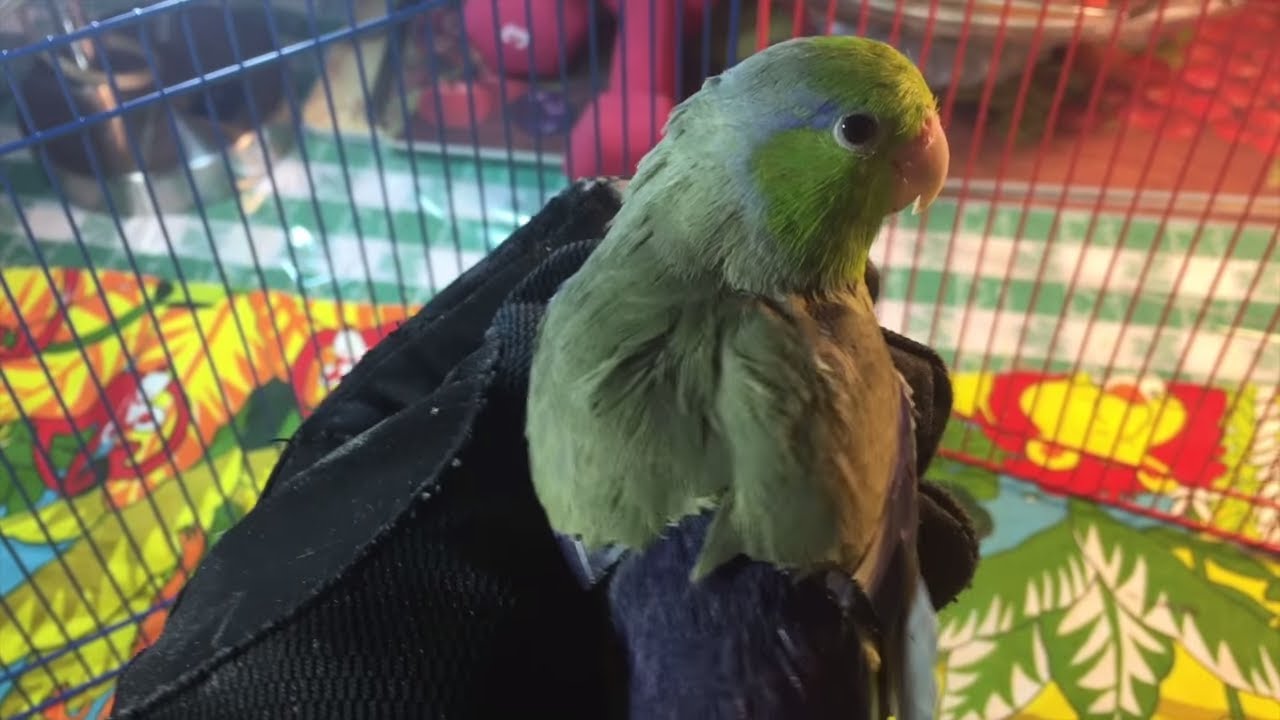 Pericos Verdes - YouTube