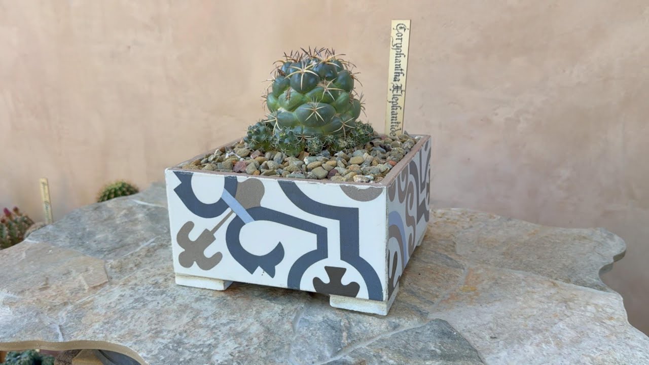 Elephant Tooth Cactus Update 🌵 | Coryphantha elephantidens with Lots of ...