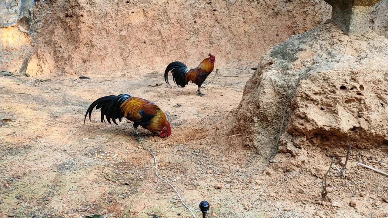 qaib dib zoo nkauj thiab qua zoo - YouTube