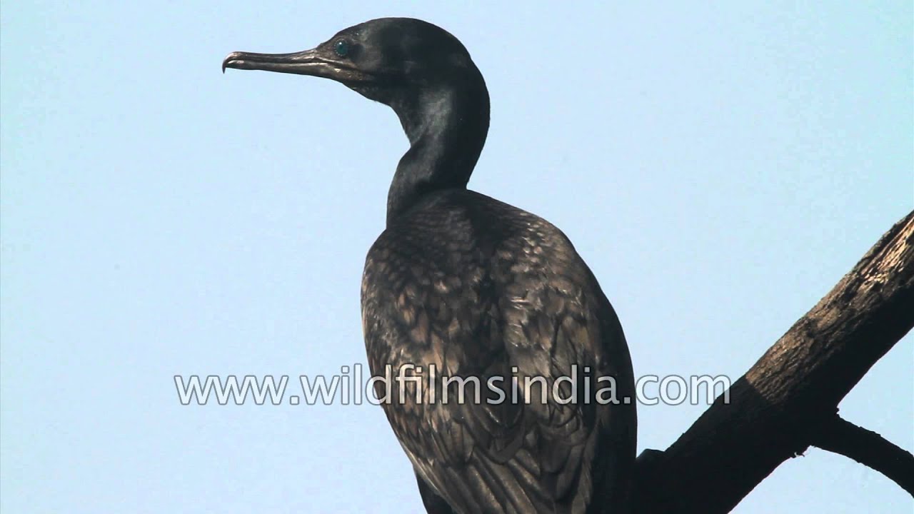 Indian cormorant or Indian shag in Rajasthan - YouTube