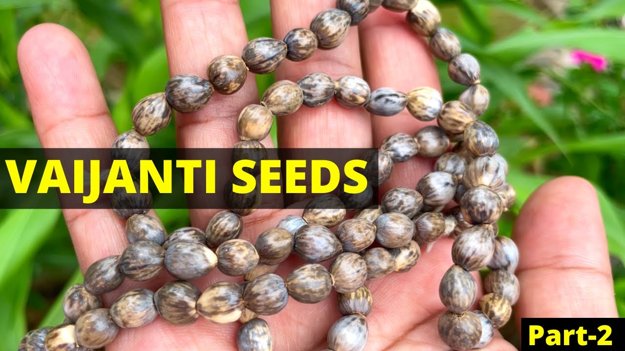 Vaijanti Plant 🤑 💰 भाग्य बदल देगा वैजंती | Seeds | Care | Auspicious ...