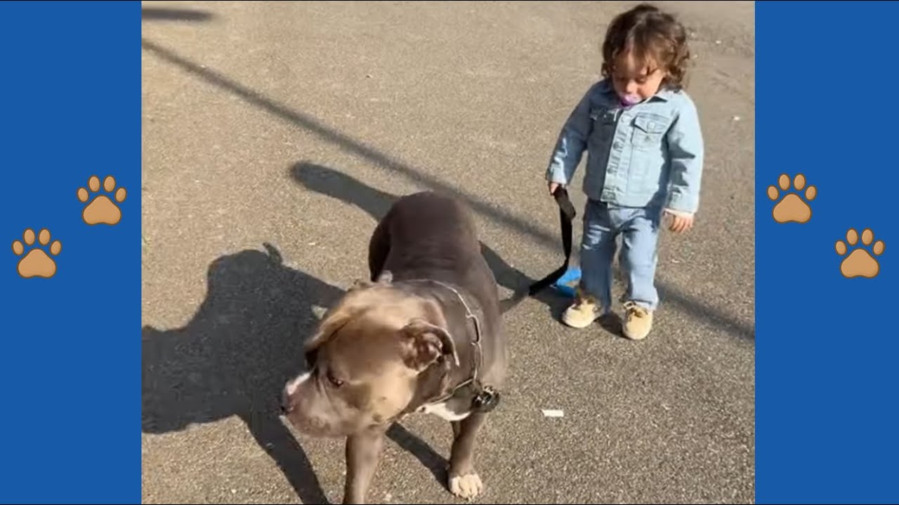 180 Pound Giant Dog 🐕💪 SHOCKS Family When Baby Takes First Steps ️ ...