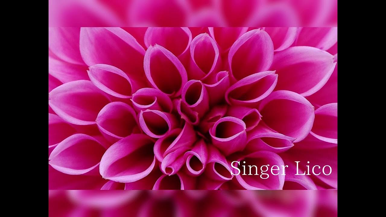 Dahlia Singer Lico - YouTube