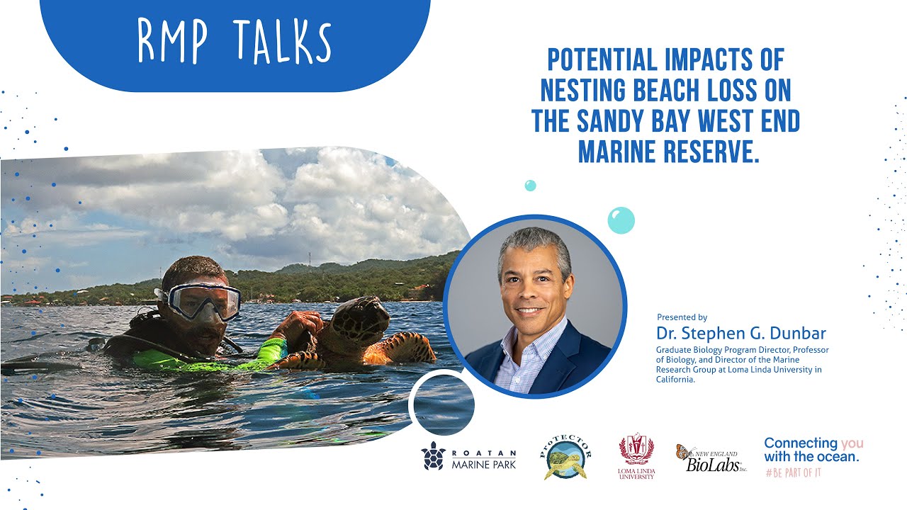 Webinar | Potential Impacts of Nesting Beach Loss on the Sandy Bay West ...