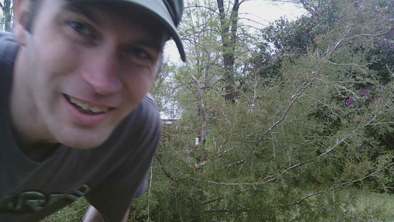 Splinting a damaged cedar tree from snow overload - YouTube