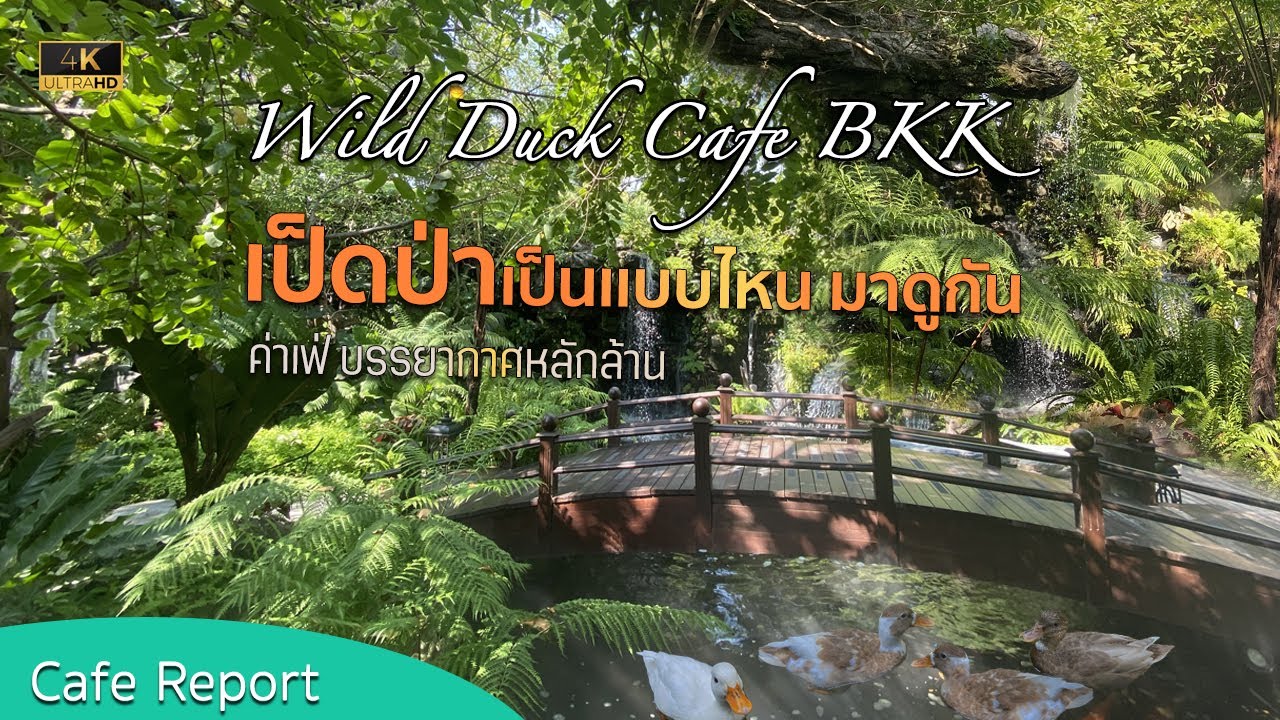 [Cafe Report] must watch wild ducks cafe BKK | duck from wild? | so beautiful cafe - YouTube