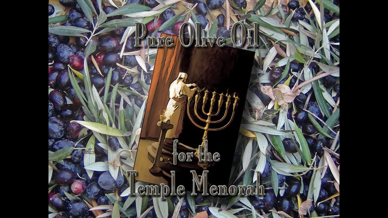 Temple Talk Radio: PURE OLIVE OIL FOR THE TEMPLE MENORAH! - YouTube