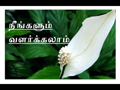 Peace lily growing and caring tips in tamil - YouTube