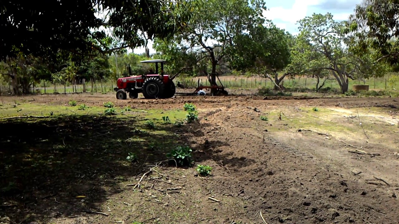 Preparo do solo para plantio de capim Buffel. - YouTube