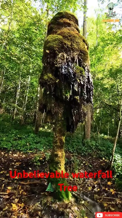 Most Unusual Trees in the World #shortsfeed #shortsvideo #shortsviral # ...