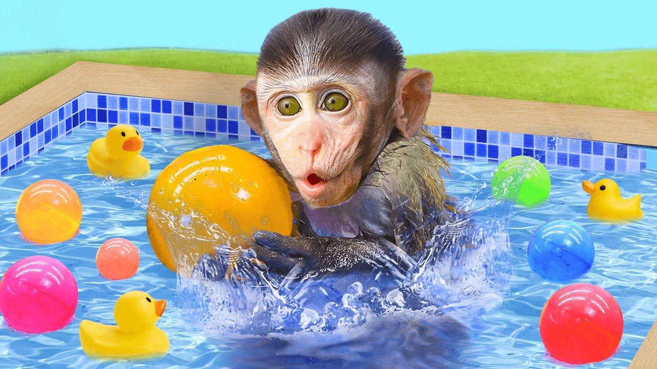 Baby Monkey Chu Chu Bathing In Bathtub And Eating Watermelon With ...