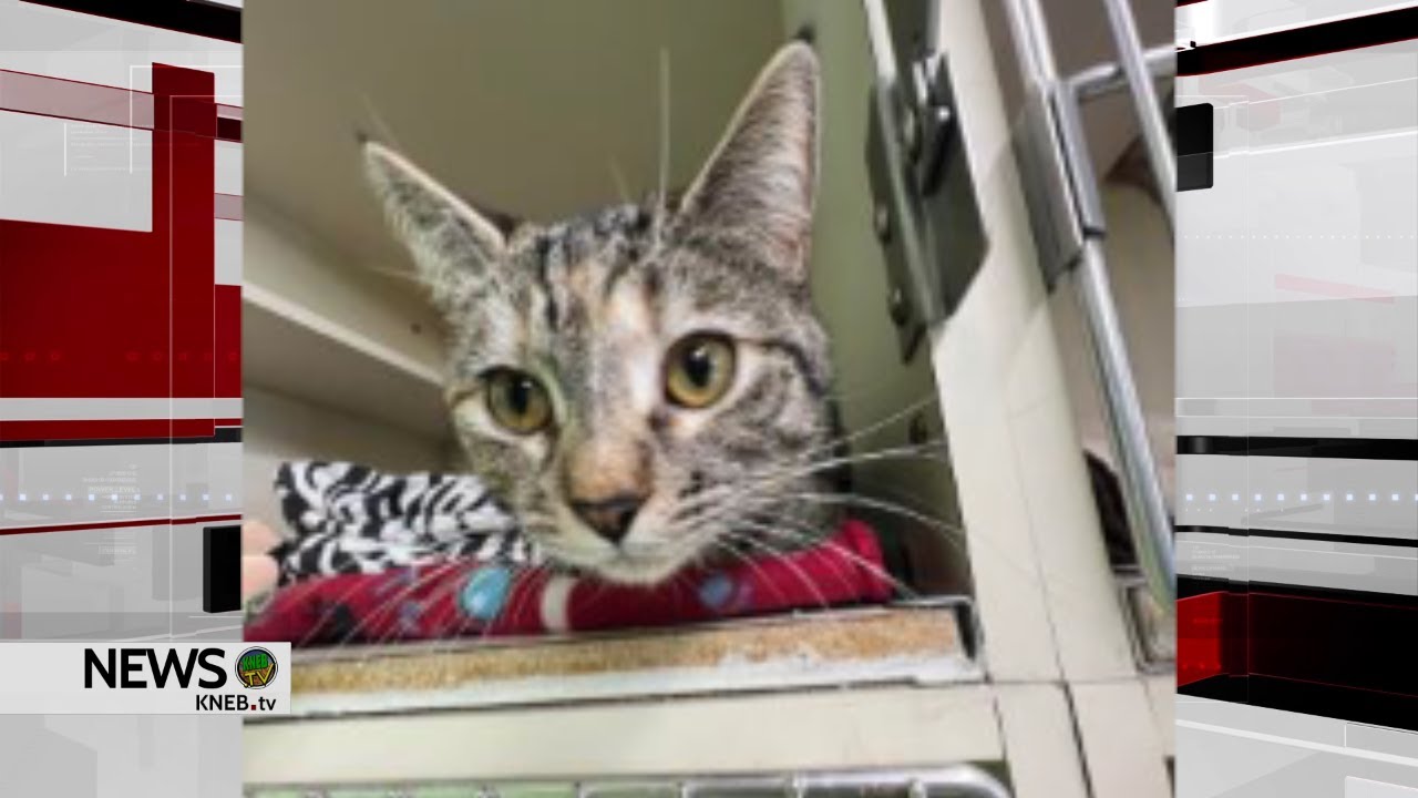 Fluffer Nutter- PHS Pet of the Week - YouTube