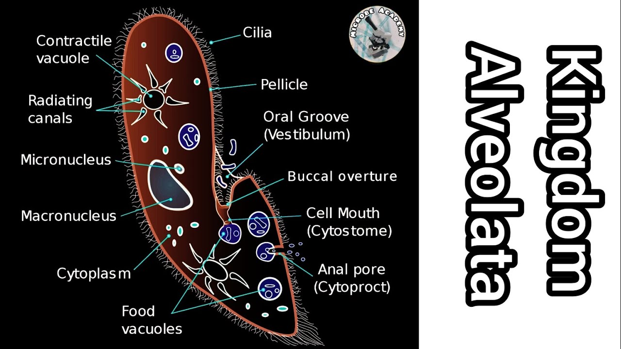 Kingdom Alveolata | Apicomplexans, Ciliates and Dinoflagellates. - YouTube
