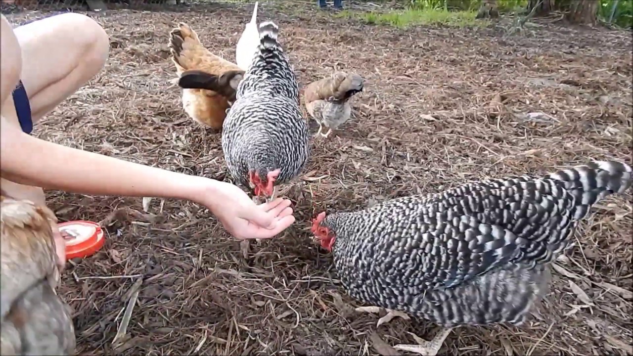 About Barred Plymouth Rock hens for backyard pets and flocks - YouTube